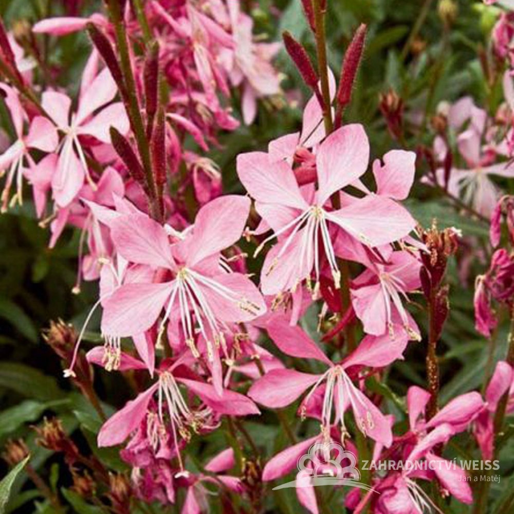 GAURA LINDHEIMERI – GEYSER PINK :: Rodinné zahradnictví v Oticích