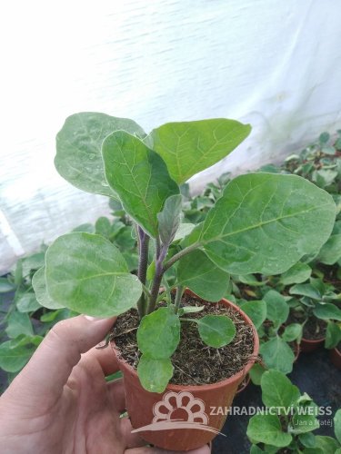 LILEK VEJCOPLODÝ :: Rodinné zahradnictví v Oticích