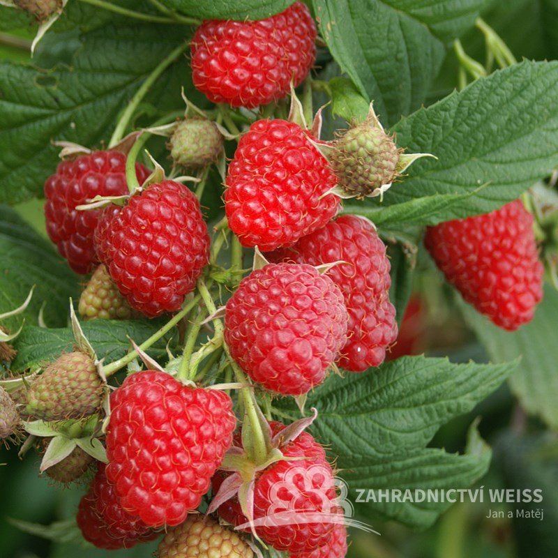 MALINA STÁLEPLODÍCÍ- RUBUS IDAEUS POLKA :: Rodinné zahradnictví v Oticích