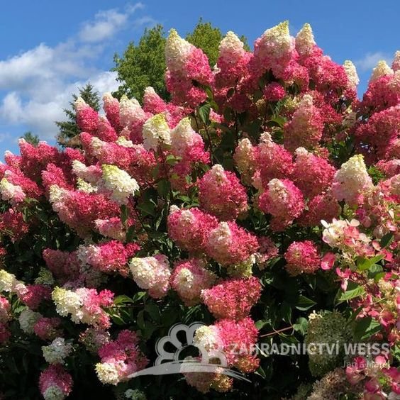 HORTENZIE LATNATÁ - HYDRANGEA MELBA FRAISE :: Rodinné zahradnictví v ...