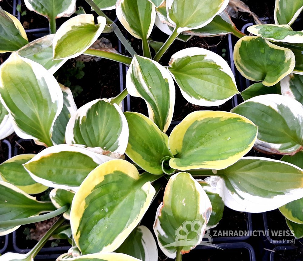 HOSTA - "BRIM CUP" :: Rodinné zahradnictví v Oticích