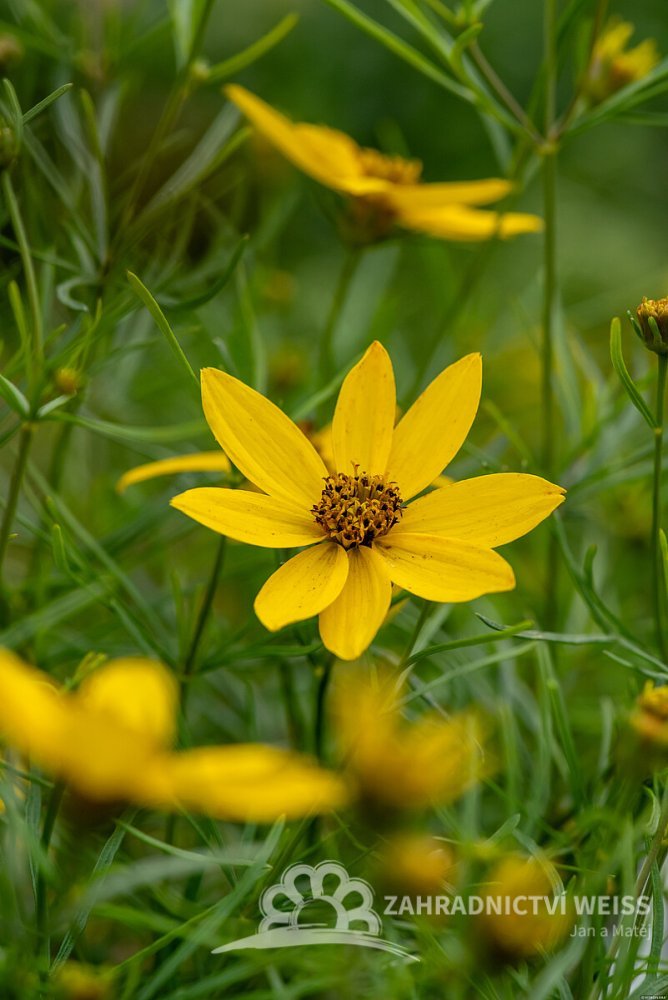 KRÁSNOOČKO - COREOPSIS VERTICILLATA ZAGREB :: Rodinné zahradnictví v ...