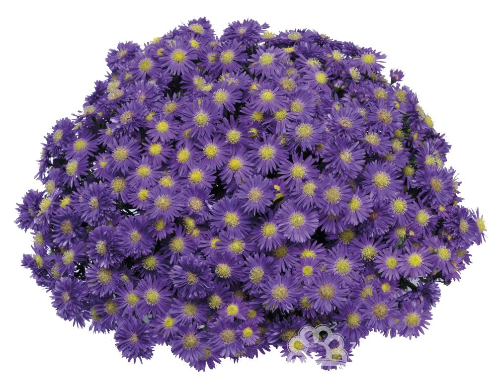 ASTRA PODZIMNÍ - ASTER MAGIC BLUE :: Rodinné zahradnictví v Oticích