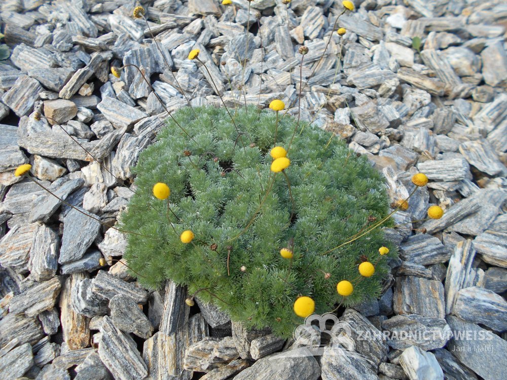 COTULA HISPIDA :: Rodinné zahradnictví v Oticích