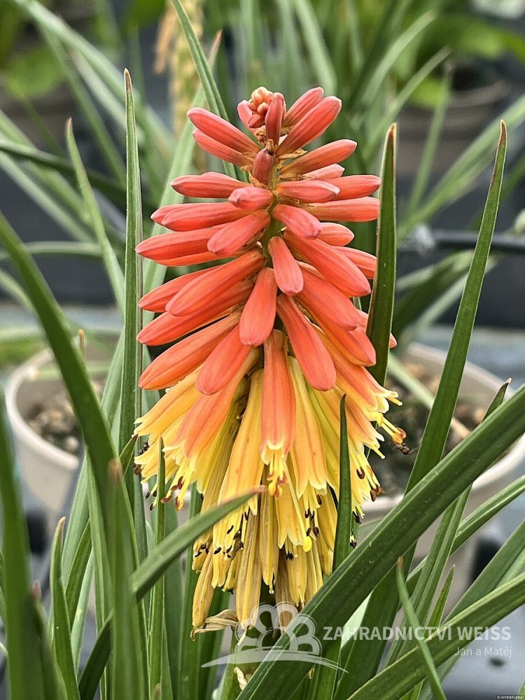 KLEOPATŘINA JEHLA - KNIPHOFIA ROCKET JR :: Rodinné zahradnictví v Oticích