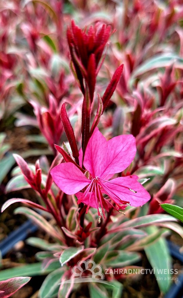 GAURA LINDHEIMERI GAMBIT VARIEGARA ROSE :: Rodinné zahradnictví v Oticích