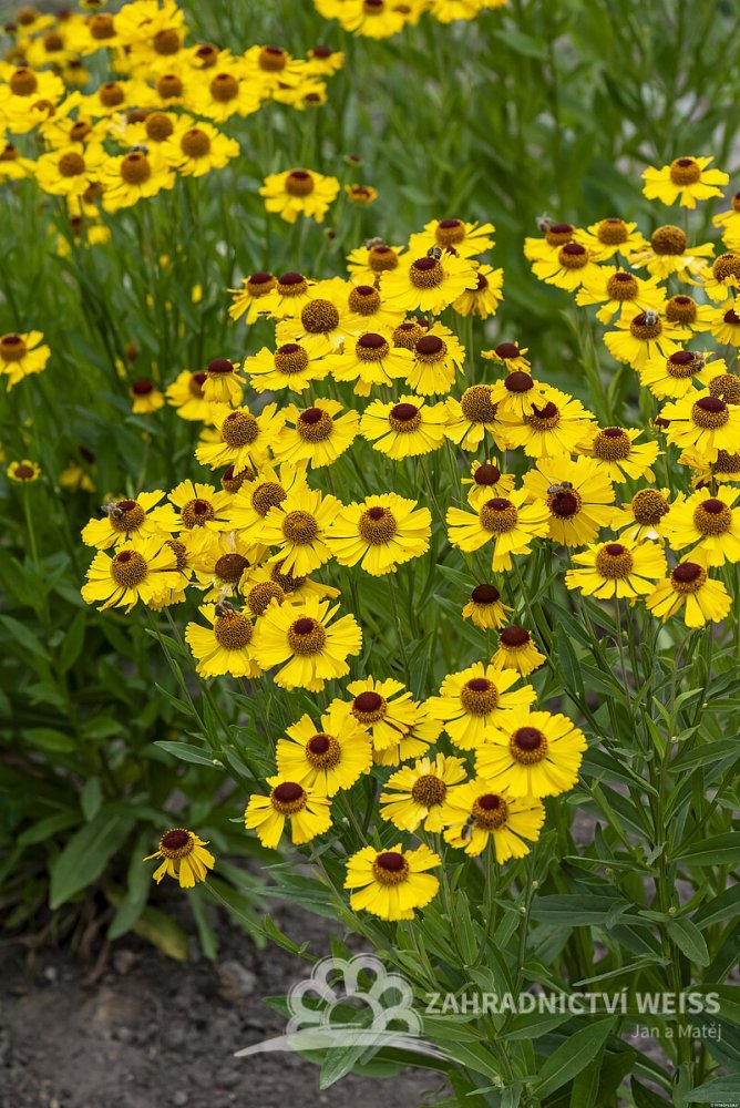 HELENIUM HYBR. WESERGOLD :: Rodinné zahradnictví v Oticích