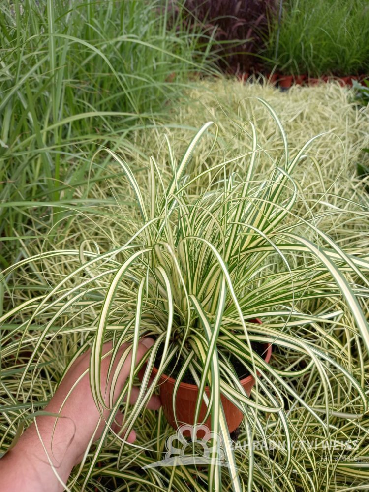 CAREX OSHIMENSIS „EVERGOLD“ :: Rodinné zahradnictví v Oticích