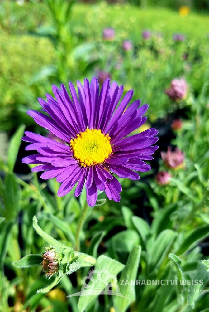 ASTRA - ASTER ALPINUS - VIOLET :: Rodinné zahradnictví v Oticích