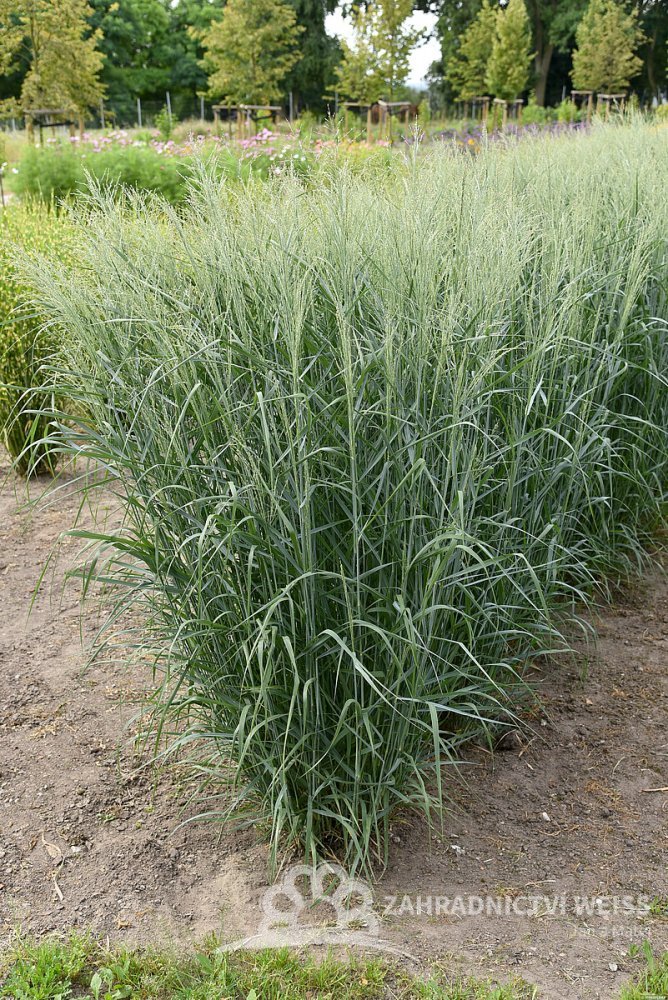 PROSO PRUTNATÉ - PANICUM VIRGATUM PRAIRIE SKY :: Rodinné zahradnictví v ...