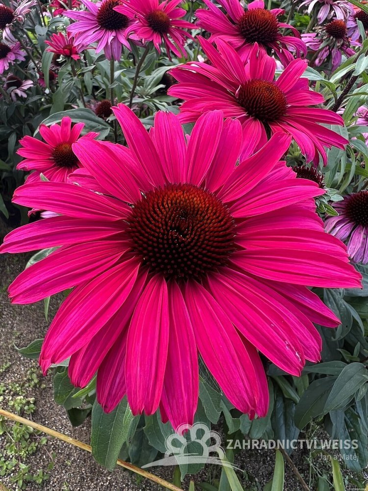 ECHINACEA SENSATION WILD ROMANCE :: Rodinné zahradnictví v Oticích