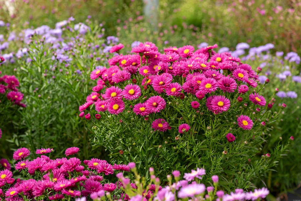 TRVALKY - SKALNIČKY :: Rodinné zahradnictví v Oticích