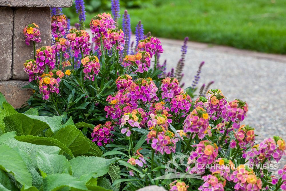 ERYSIMUM ERYSISTIBLE TRICOLOR :: Rodinné zahradnictví v Oticích