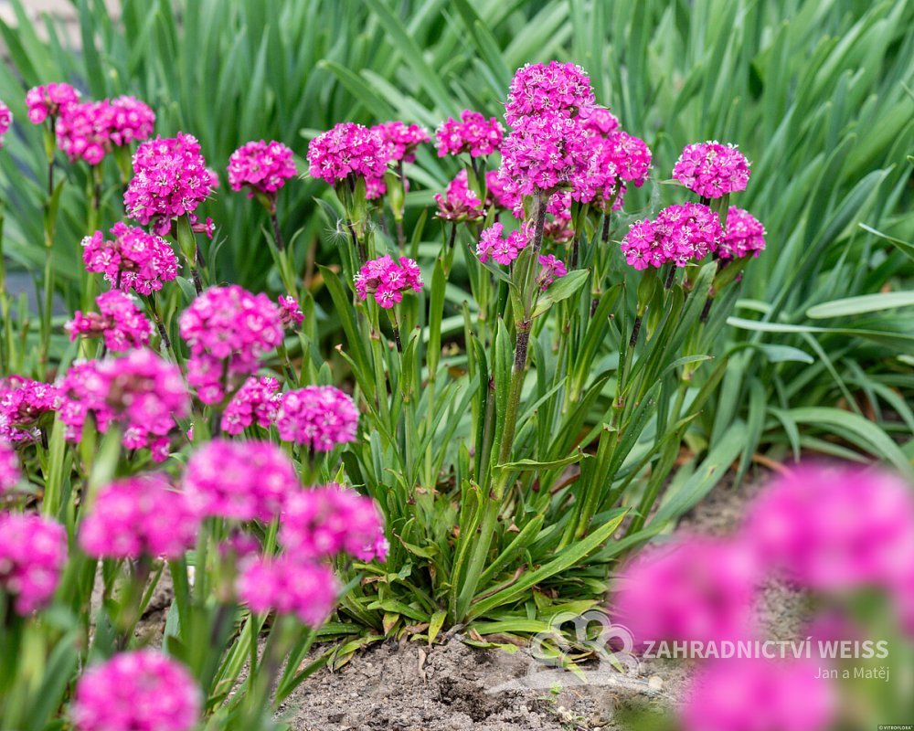 SMOLNIČKA - SILENE VISCARIAL - LYCHNIS CHERRY BUBBLES :: Rodinné zahradnictví v Oticích