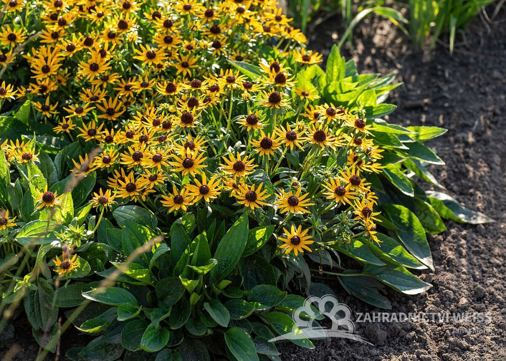 RUDBECKIA SUN KA CHING :: Rodinné zahradnictví v Oticích