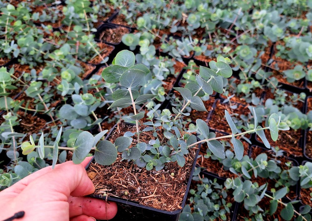 Eukalyptus – dekorativní, voňavá rostlina pro interiér i exteriér