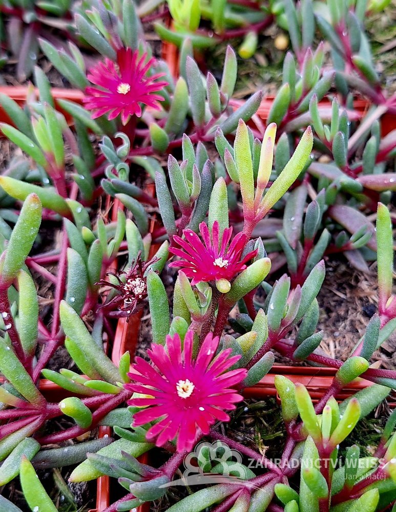 DELOSPERMA HYB. DESERT DANCER RED :: Rodinné zahradnictví v Oticích
