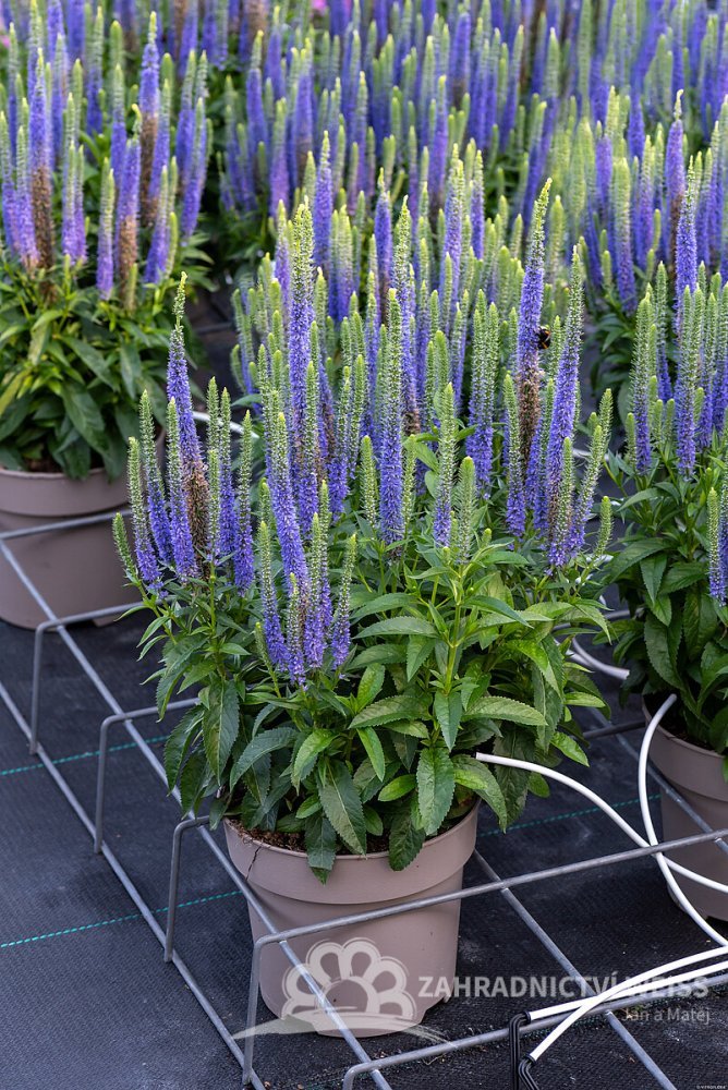 VERONICA SPICATA ULSTER BLUE DWARF :: Rodinné zahradnictví v Oticích