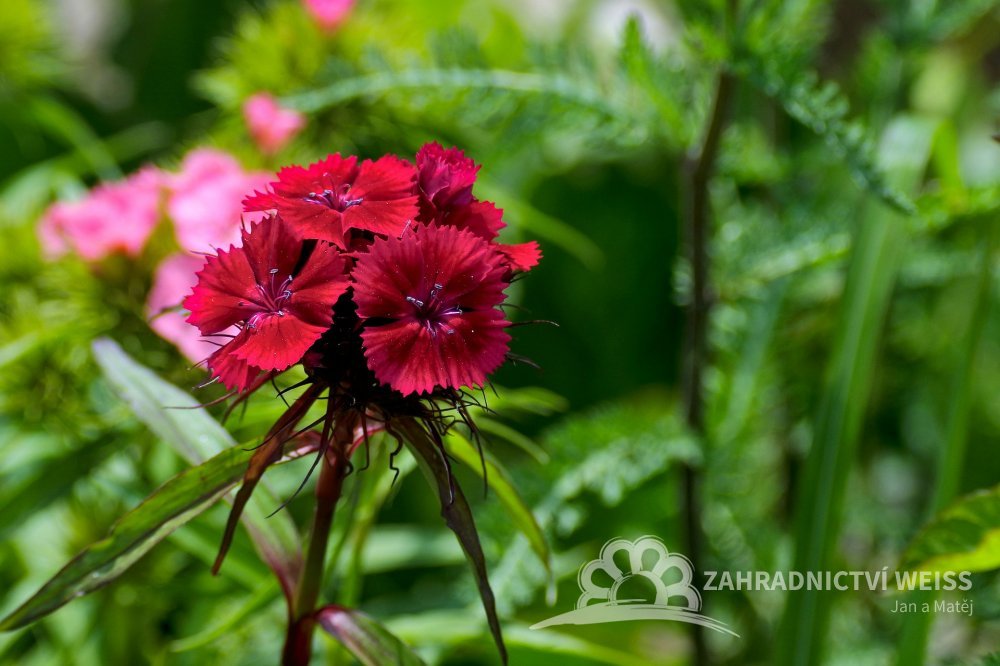 HVOZDÍK BRADATÝ - DIANTHUS "BARBARINI RED" :: Rodinné zahradnictví v ...