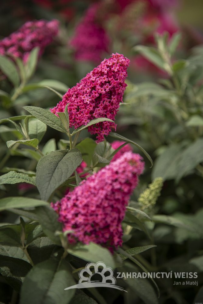 MOTÝLÍ KEŘ - BUDDLEJA BUTTERFLY CANDY LITTLE RUBY :: Rodinné ...