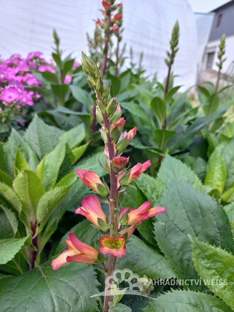 NÁPRSTNÍK - DIGITALIS HYBRIDA FIRECRACKER :: Rodinné zahradnictví v Oticích