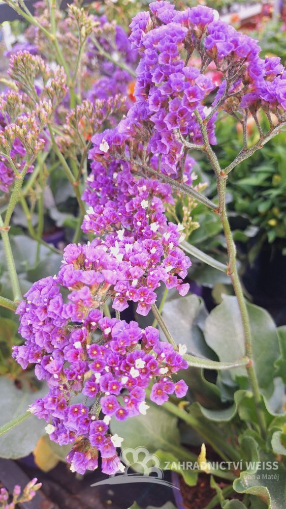 LIMONIUM LATIFOLIUM - STATICE :: Rodinné zahradnictví v Oticích