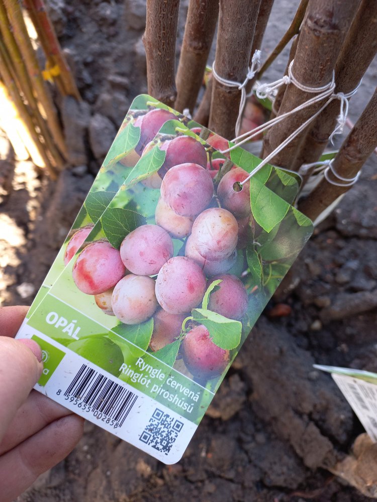 RYNGLE :: Rodinné zahradnictví v Oticích