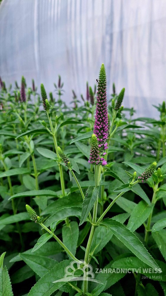 VERONICA LONGIFOLIA FIRST MATCH :: Rodinné zahradnictví v Oticích