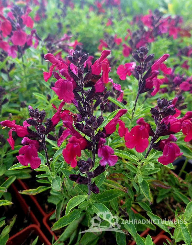 SALVIA GREGGII MIRAGE BURGUNDY :: Rodinné zahradnictví v Oticích