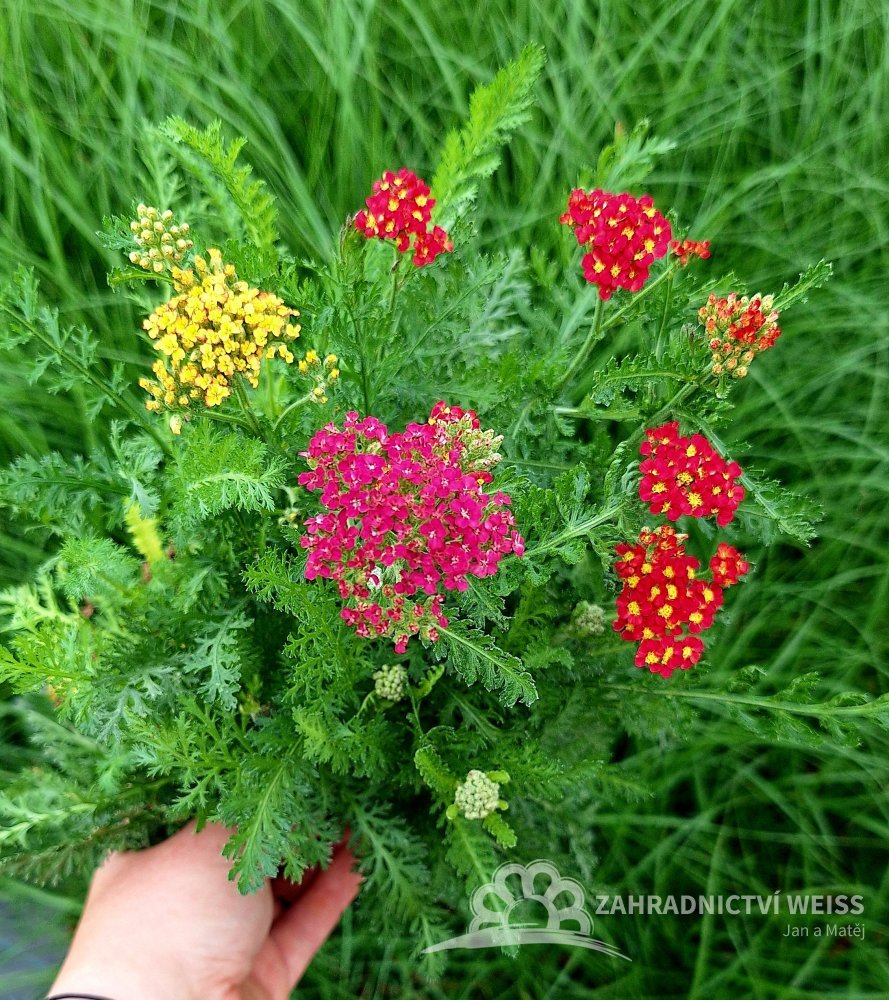 ACHILLEA MILLEFOLIUM MILLY ROCK ® MIXMASTERS DANCE :: Rodinné ...