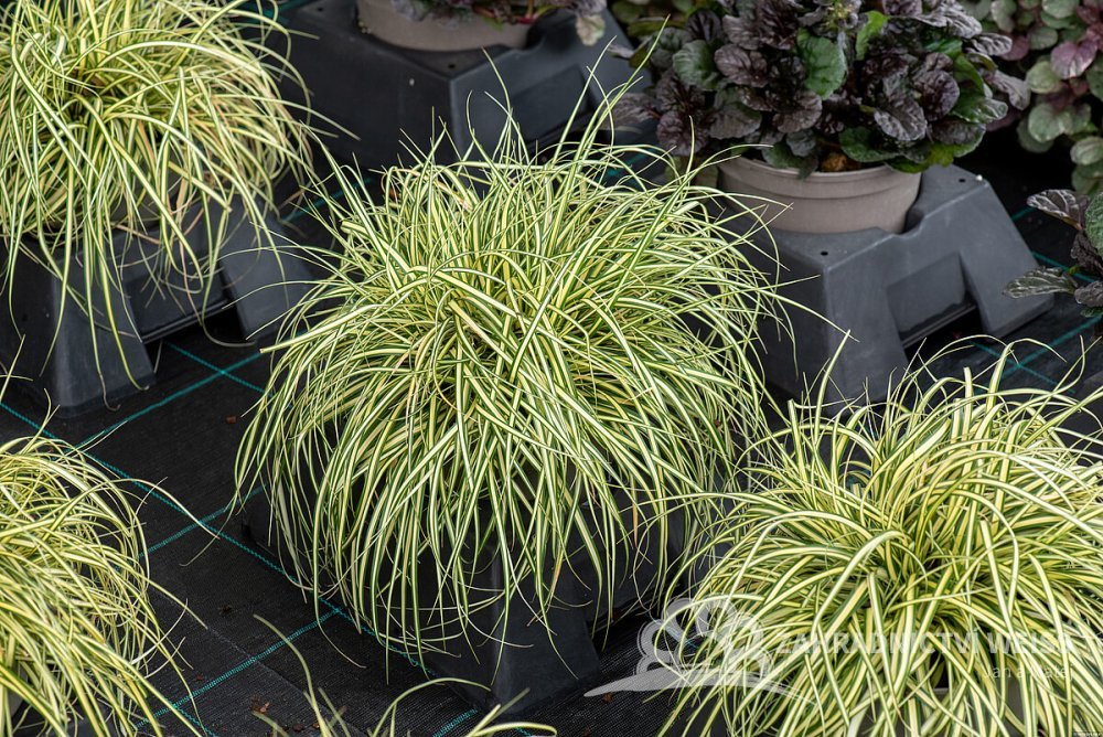 CAREX OSHIMENSIS MAXIGOLD :: Rodinné zahradnictví v Oticích