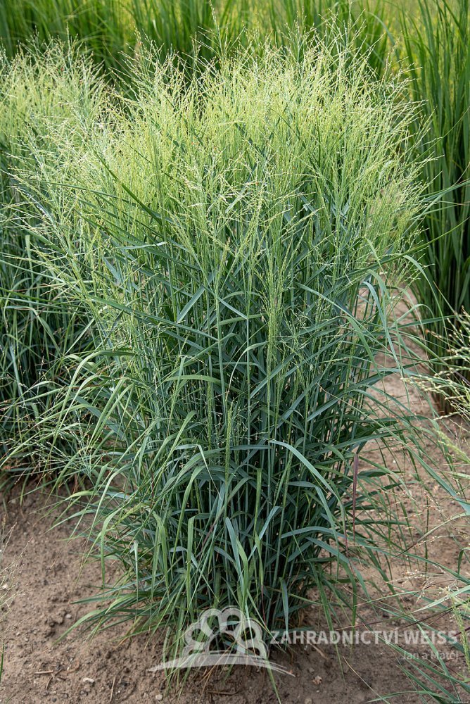 PROSO PRUTNATÉ - PANICUM VIRGATUM PRAIRIE SKY :: Rodinné zahradnictví v ...