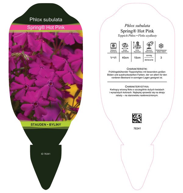 PHLOX SUBULATA - SPRING HOT PINK :: Rodinné zahradnictví v Oticích