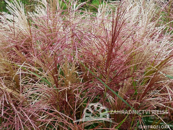 MISCANTHUS SINENSIS POLONUS :: Rodinné zahradnictví v Oticích
