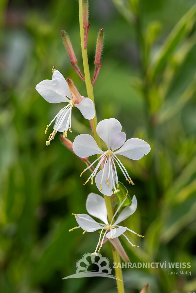GAURA LIND. CORRIES GOLD :: Rodinné zahradnictví v Oticích
