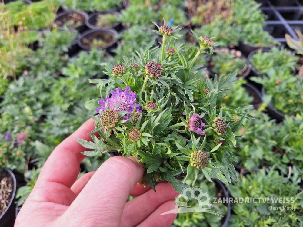 HLAVÁČ JAPONSKÝ - SCABIOSA JAPONICA RITZ BLUE :: Rodinné zahradnictví v ...