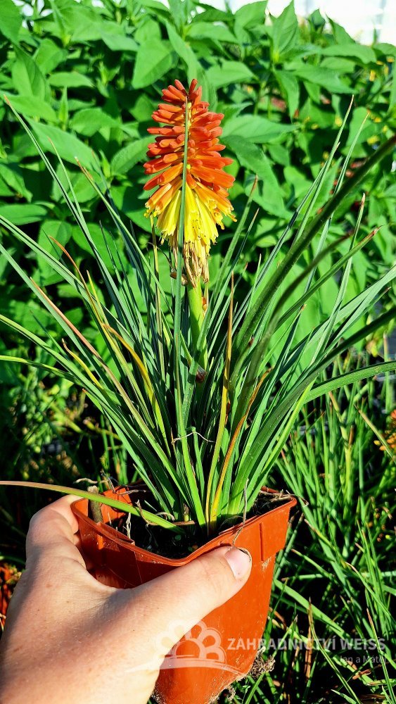 KLEOPATŘINA JEHLA - KNIPHOFIA ROCKET JR :: Rodinné zahradnictví v Oticích