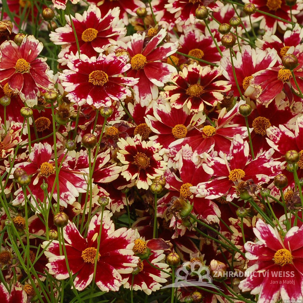 KRÁSNOOČKO - COREOPSIS – „RUBY FROST“ :: Rodinné zahradnictví v Oticích