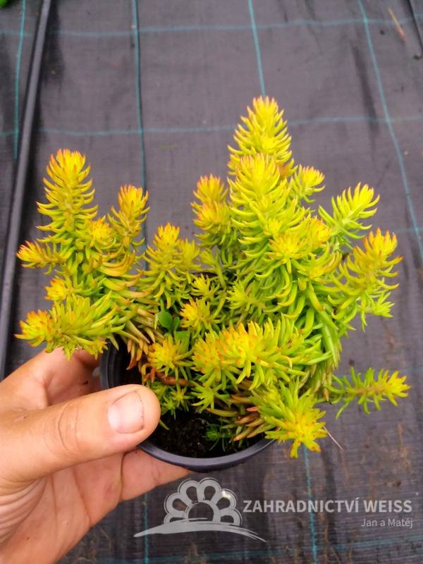 SEDUM SEDIFORME "GOLD" :: Rodinné zahradnictví v Oticích
