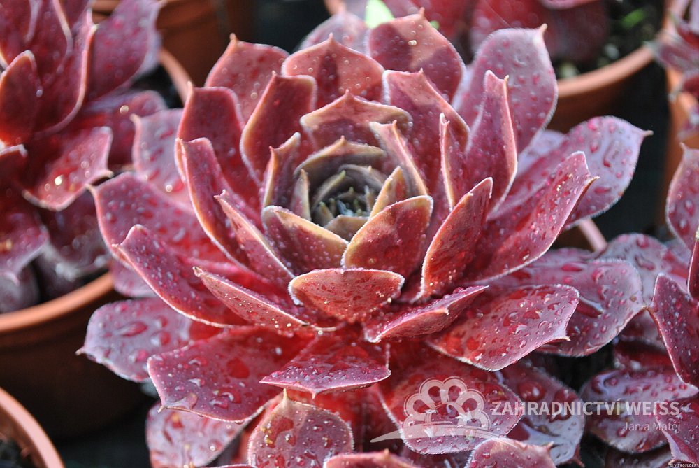 NETŘESK – SEMPERVIVUM BIG SAM RUBY STAR :: Rodinné zahradnictví v Oticích