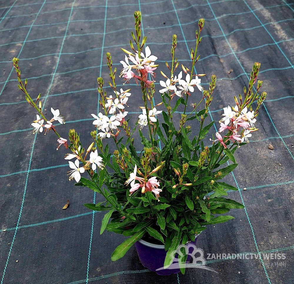 GAURA LINDHEIMERI - GRACEFUL WHITE :: Rodinné zahradnictví v Oticích