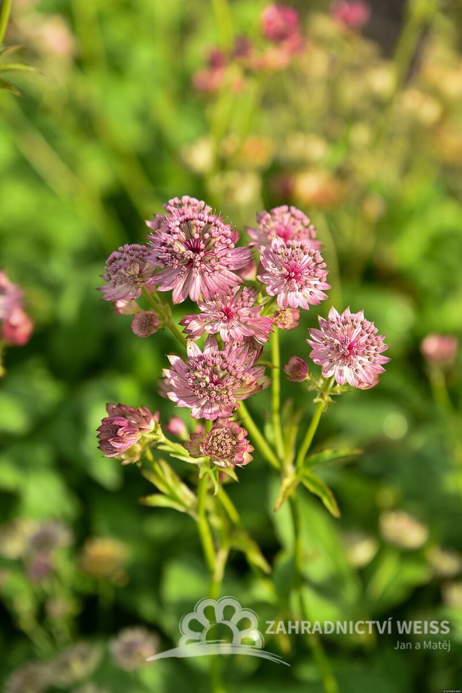 JARMANKA - ASTRANTIA MAJOR PINK BUTTON :: Rodinné zahradnictví v Oticích