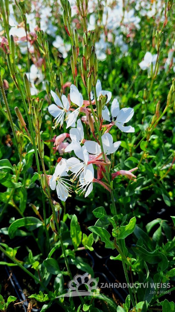 GAURA LIND. FLAMINGO WHITE :: Rodinné zahradnictví v Oticích