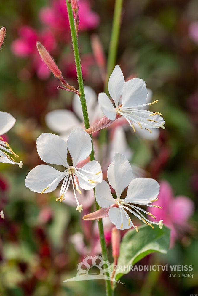 GAURA LIND. FLAMINGO WHITE :: Rodinné zahradnictví v Oticích
