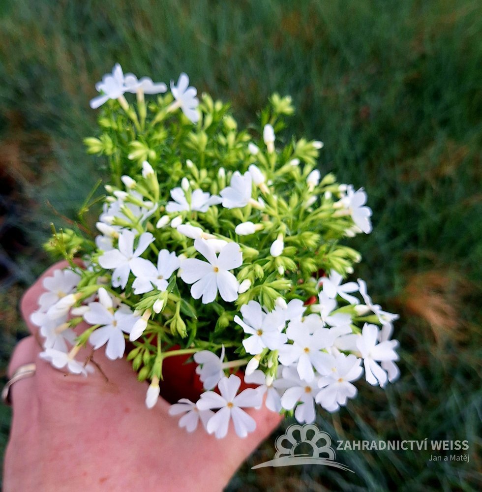 FLOX SKALKOVÝ - PHLOX SUBULATA FABULOUS WHITE :: Rodinné zahradnictví v ...
