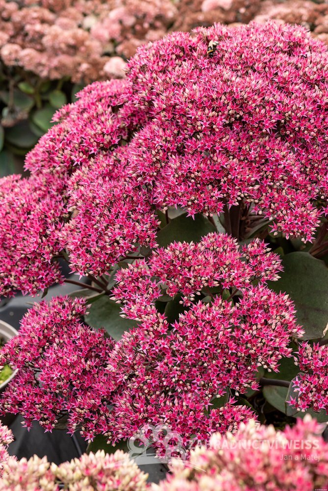 SEDUM TELEPHIUM THUNDERHEAD :: Rodinné zahradnictví v Oticích