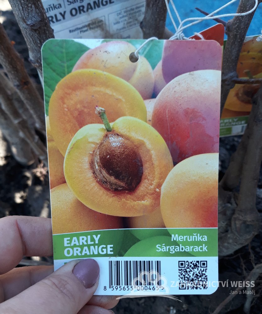 MERUŇKA - EARLY ORANGE :: Rodinné zahradnictví v Oticích