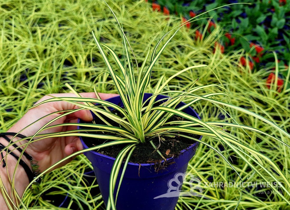 CAREX OSHIMENSIS MAXIGOLD :: Rodinné zahradnictví v Oticích