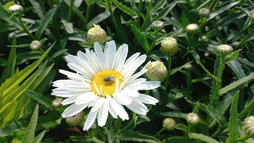 TRVALKY - SKALNIČKY :: Rodinné zahradnictví v Oticích