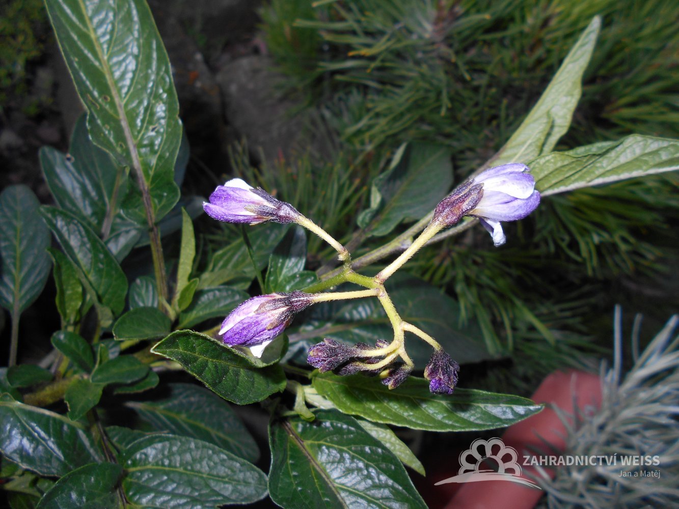 PEPINO GOLD - SOLANUM MURICATUM :: Rodinné zahradnictví v Oticích